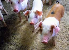 Bij boer Koen | het puurste vlees rechtstreeks van bij de boer op uw bord.